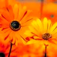 Honda civic | dubizzle Dubai