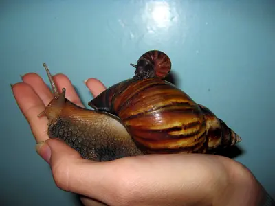 Other online - 4 Other in Dubai | price list | dubizzle