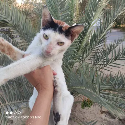 Cats online - 462 Cats in Dubai | price list | dubizzle Page-8