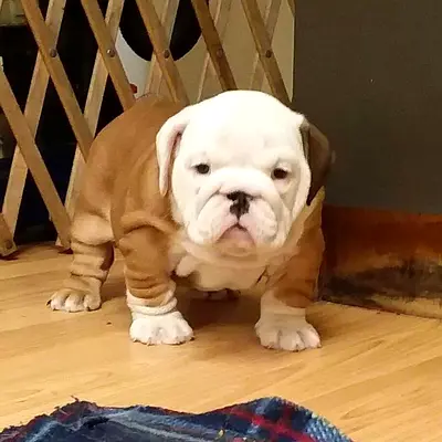 Dogs for adoption in Abu Dhabi - Find Dogs online on dubizzle