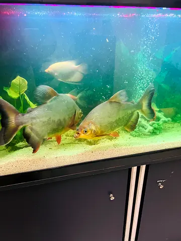 Fish for adoption in All Cities (UAE) - Find Fish online on dubizzle