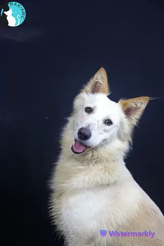 Pets for adoption in Dubai - Find pets online on dubizzle