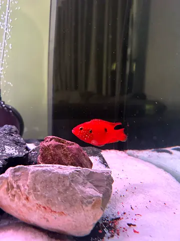 Fish for adoption in All Cities (UAE) - Find Fish online on dubizzle
