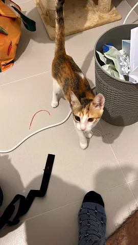 Cats for adoption in Dubai - Find Cats online on dubizzle Page-5