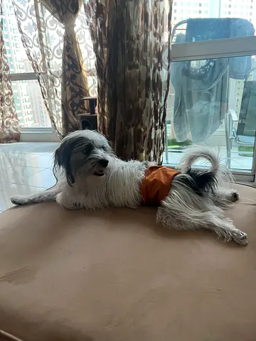 Dogs for adoption in Sharjah - Find Dogs online on dubizzle