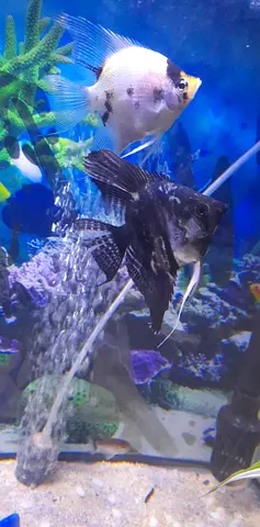 Fish for adoption in Sharjah - Find Fish online on dubizzle