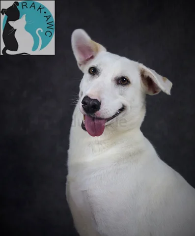 Dogs for adoption in UAE - Find Dogs online on dubizzle