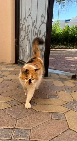 Cats for adoption in Abu Dhabi - Find Cats online on dubizzle Page-2