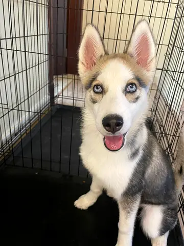 Dogs for adoption in Abu Dhabi - Find Dogs online on dubizzle