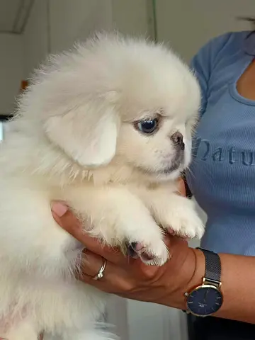 Dogs for adoption in All Cities (UAE) - Find Dogs online on dubizzle Page-6