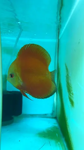 Fish for adoption in Abu Dhabi - Find Fish online on dubizzle