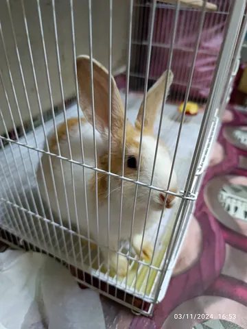 Rabbits & Rodents for adoption in Dubai - Find Rabbits & Rodents online ...