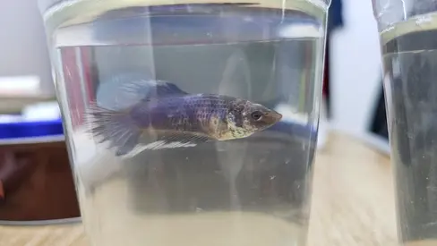 Fish for adoption in Dubai - Find Fish online on dubizzle