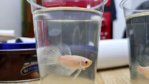 Fish for adoption in Dubai - Find Fish online on dubizzle