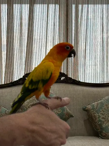 Pets for adoption in All Cities (UAE) - Find pets online on dubizzle