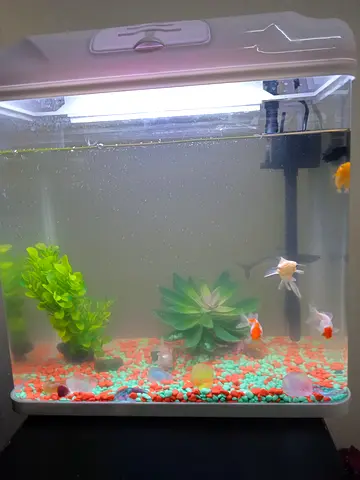 Fish for adoption in All Cities (UAE) - Find Fish online on dubizzle