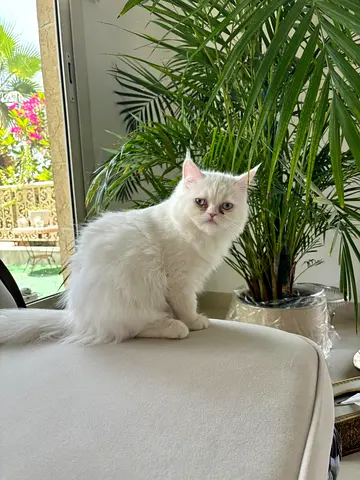 Cats for adoption in Abu Dhabi - Find Cats online on dubizzle