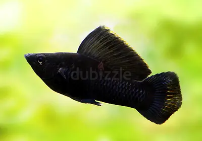 Fish for adoption in All Cities (UAE) - Find Fish online on dubizzle