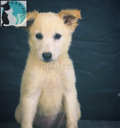 Pets for adoption in UAE - Find pets online on dubizzle