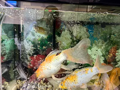 Fish for adoption in All Cities (UAE) - Find Fish online on dubizzle