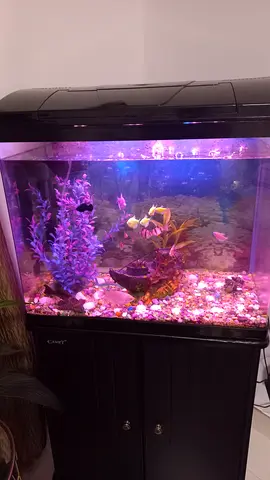 Fish for adoption in All Cities (UAE) - Find Fish online on dubizzle