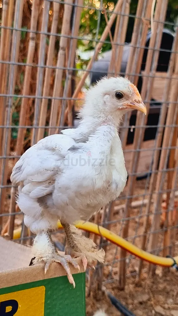 Chicks Lahman/Brahma breed | دوبيزل