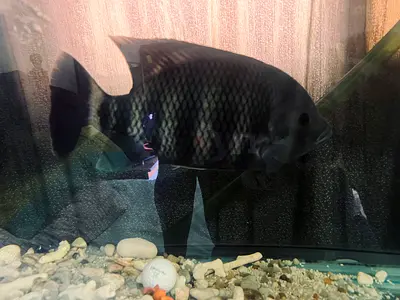 Fish for adoption in All Cities (UAE) - Find Fish online on dubizzle