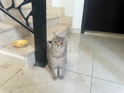Cats for adoption in Abu Dhabi - Find Cats online on dubizzle