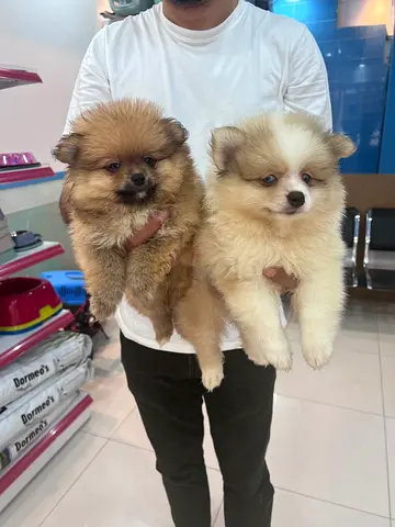 Dogs for adoption in Sharjah - Find Dogs online on dubizzle