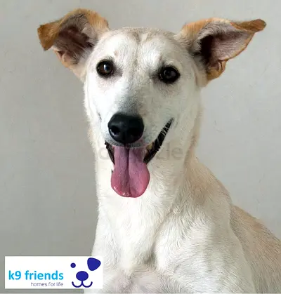 Dogs for adoption in Dubai - Find Dogs online on dubizzle Page-3