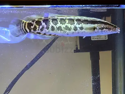 Fish for adoption in UAE - Find Fish online on dubizzle