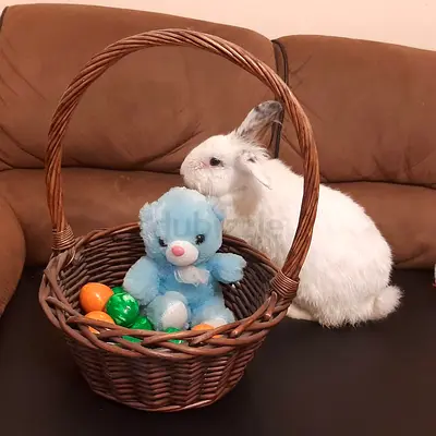 Rabbits & Rodents for adoption in UAE - Find Rabbits & Rodents online ...