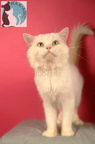 Cats for adoption in Dubai - Find Cats online on dubizzle