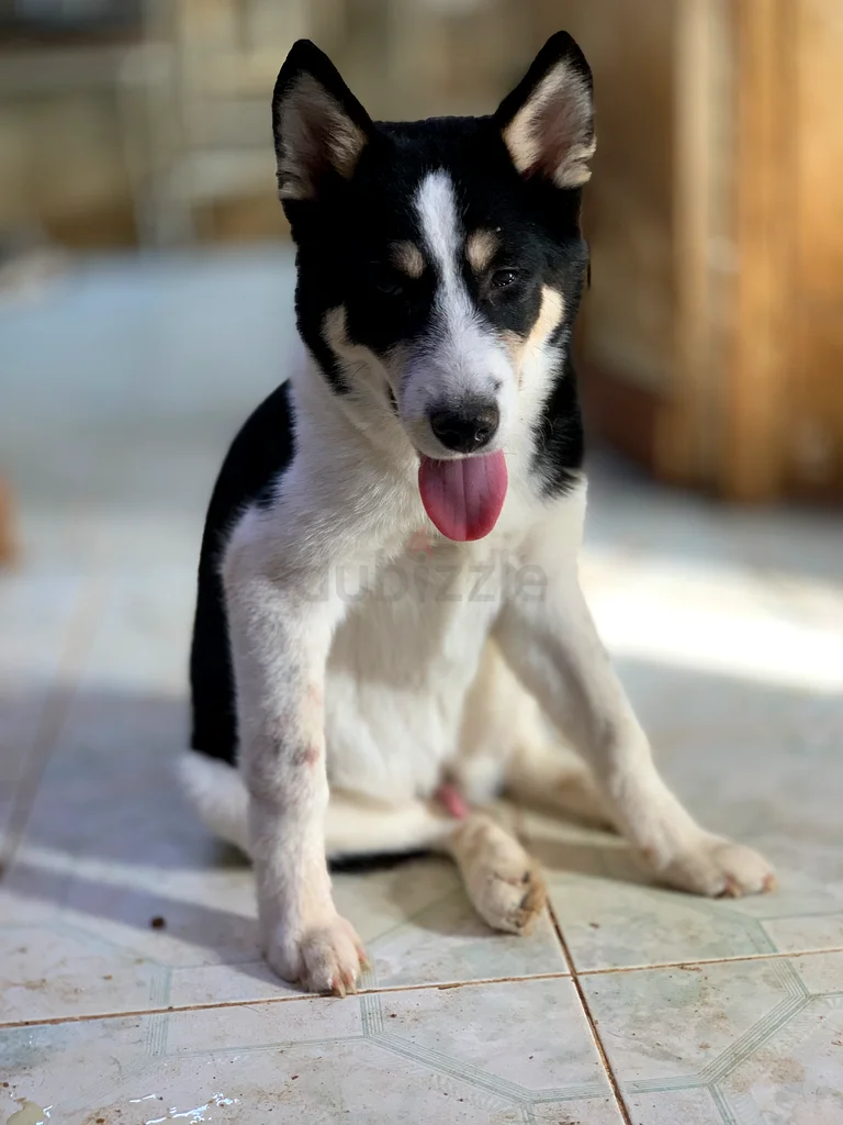 ⭐ Shiba Inu puppy ⭐ - 4 ½ month old - male | dubizzle