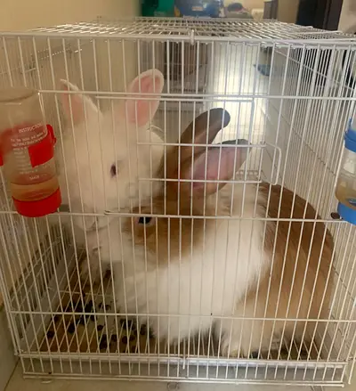 Rabbits & Rodents for adoption in UAE - Find Rabbits & Rodents online ...