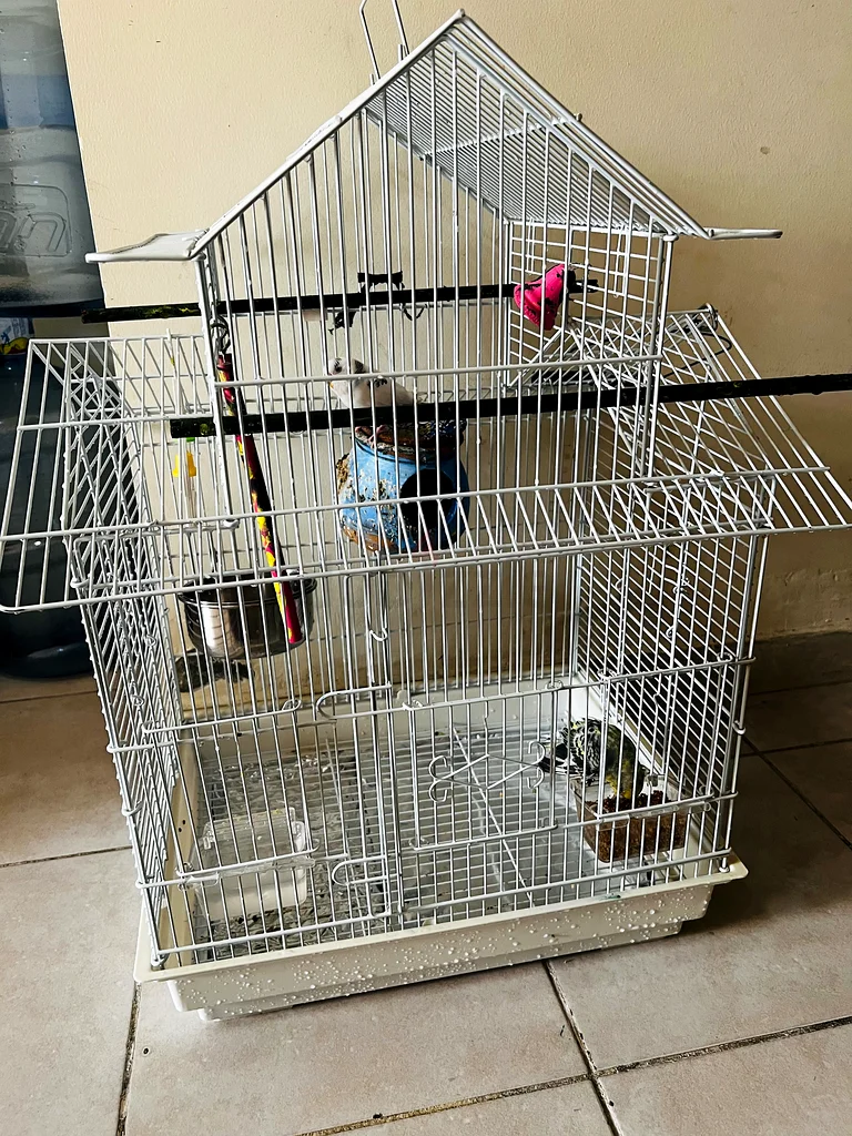 Bird for sale olx store