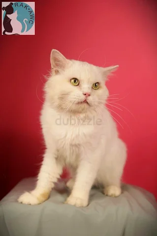 Pets for adoption in UAE - Find pets online on dubizzle