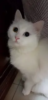 Beautiful Turkish Angora White Cat Looking for a Loving Home | دوبيزل