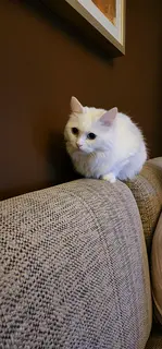 Beautiful Turkish Angora White Cat Looking for a Loving Home | دوبيزل