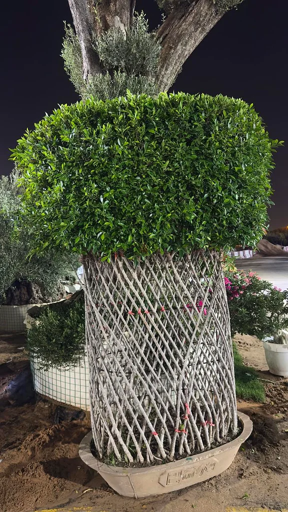 Ficus Nitida – Sculpted Artistic Trunk, Premium Landscape Tree in Pot ...