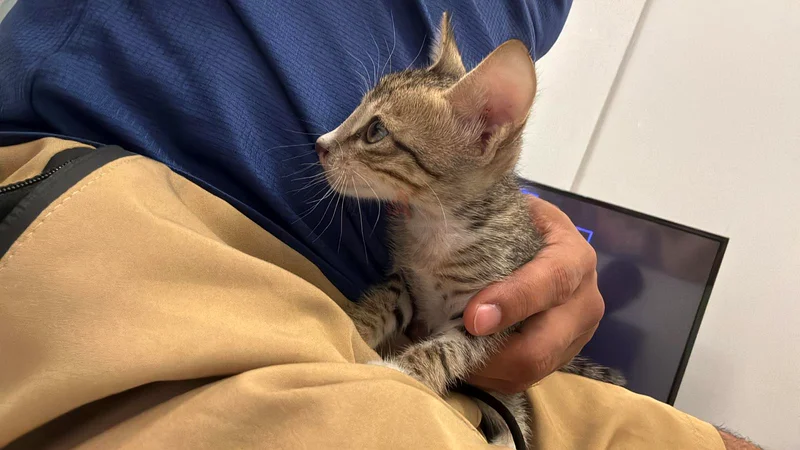 FREE! Adorable Kitten Available for Adoption | dubizzle Dubai