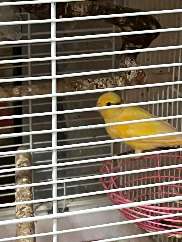 canary bird | dubizzle Umm al Quwain
