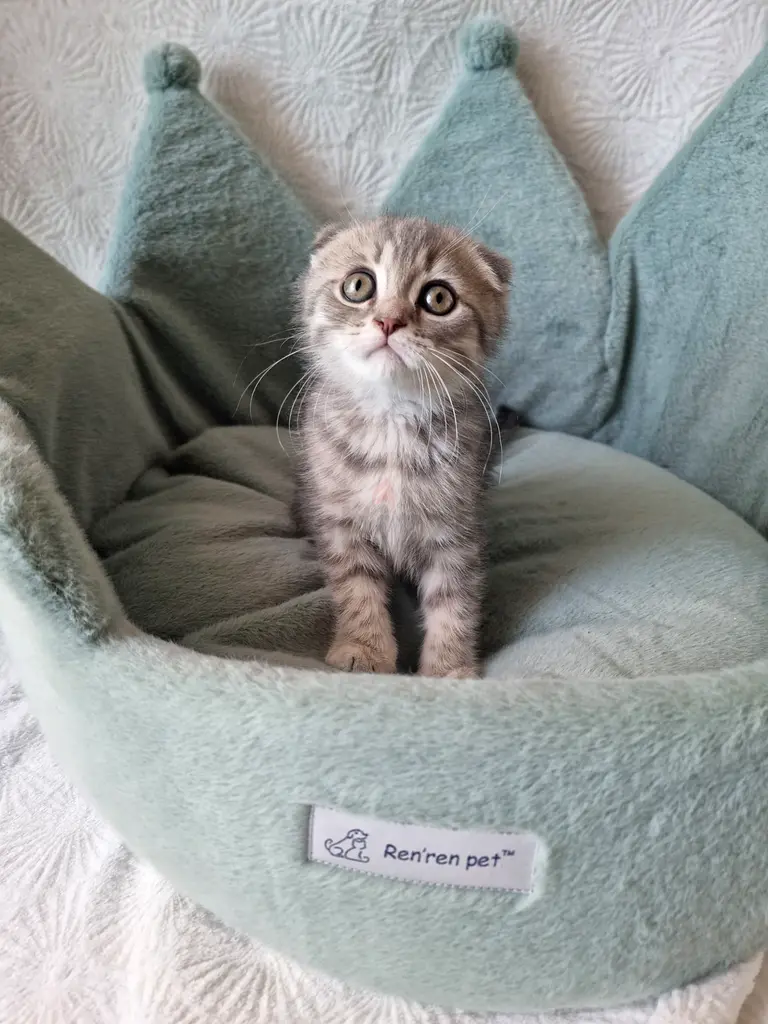 Scottish fold | dubizzle