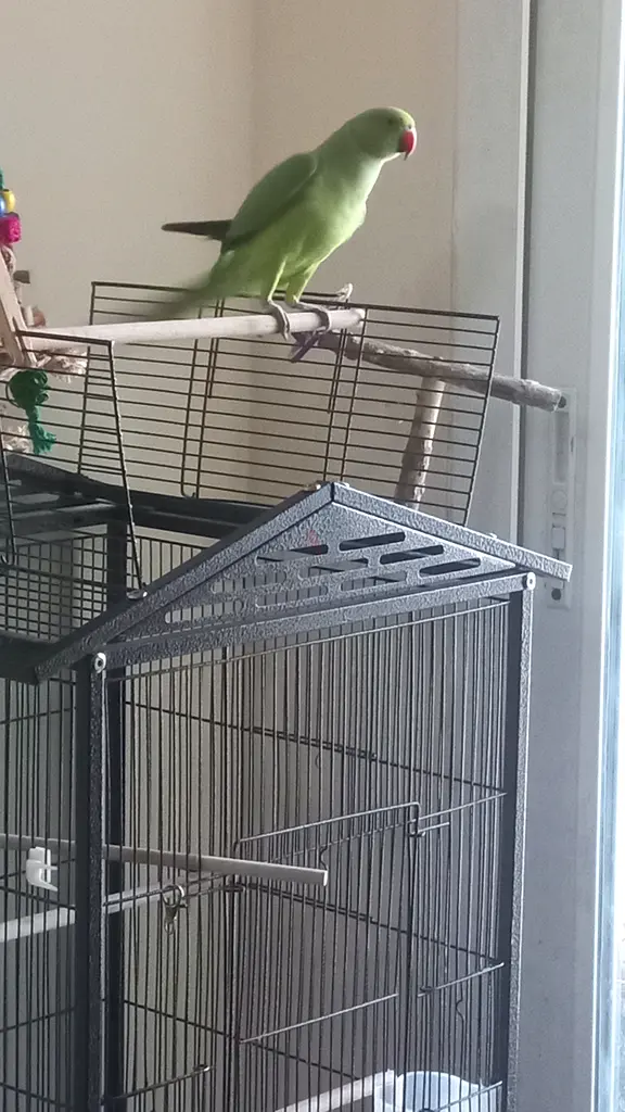 Indian Ring neck parrot available | dubizzle Sharjah