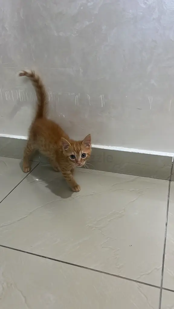 2 Cats for adoption | dubizzle