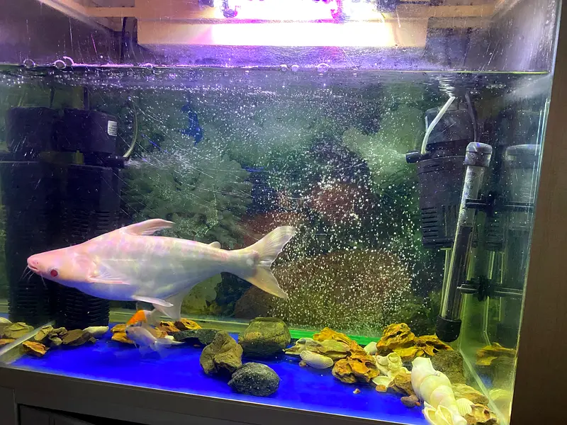 Beautiful Aquarium for Sale with Healthy Fish | dubizzle Sharjah