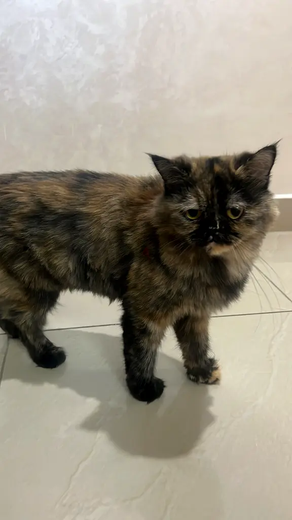2 Cats for adoption | dubizzle