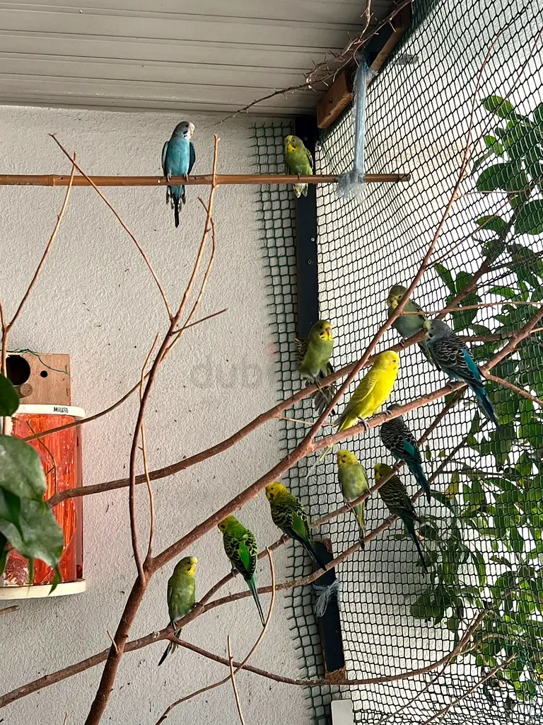 Hand tamed budgies for free adoption | dubizzle Dubai