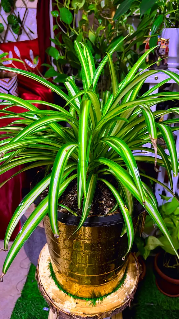 Spider plant for sale | dubizzle