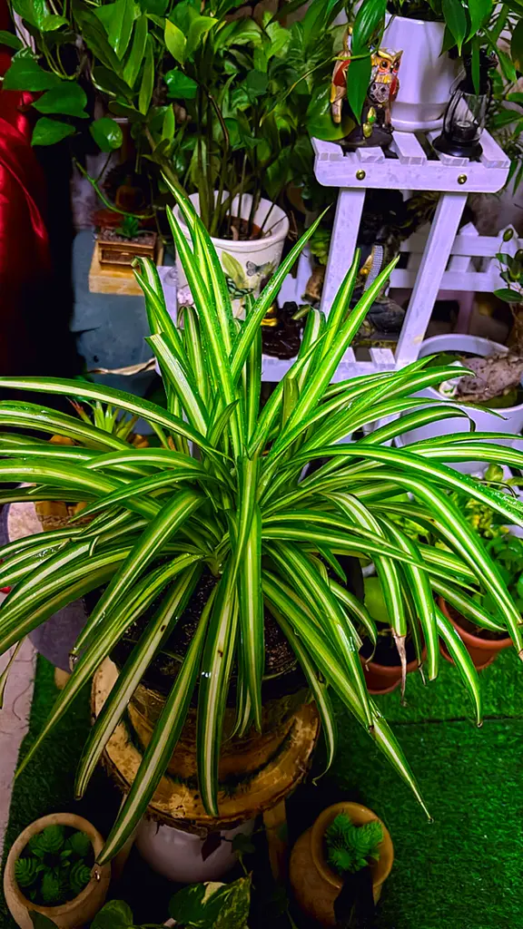 Spider plant for sale | dubizzle